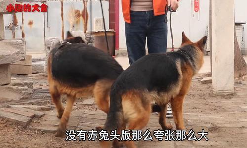 被自家狗不小心咬伤,有必要去打狂犬疫苗吗?这个视频给你答案!