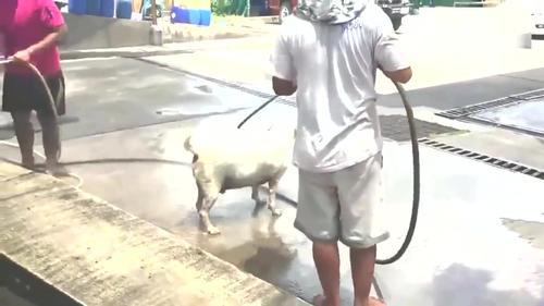 狗狗的正确洗澡方式是这样的,长知识了,这只狗狗底盘真稳