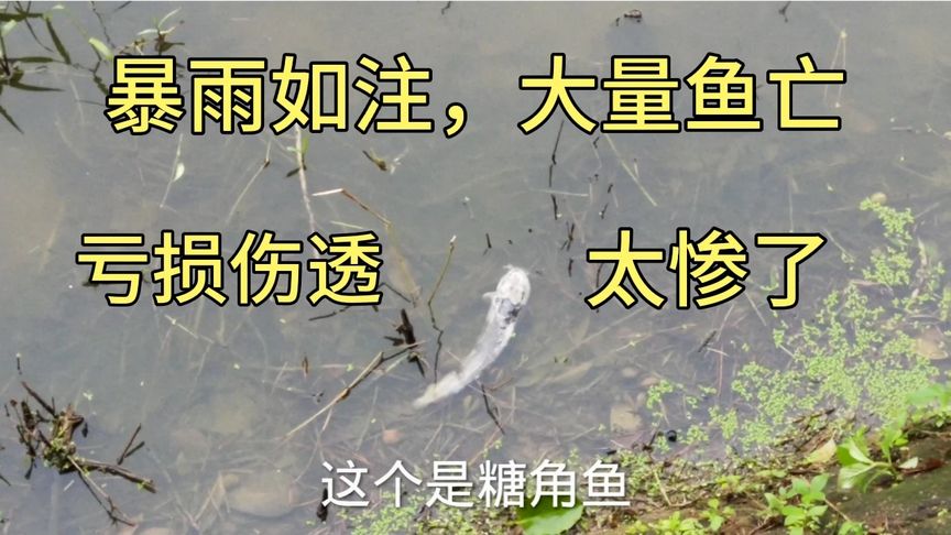 暴雨梨花针,鱼农伤心事,天天暴雨,天气差,亏损伤透,心酸