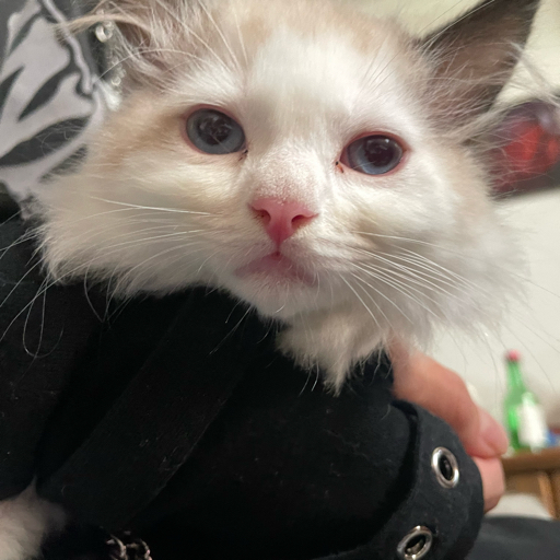 小铭同事柿柿如意 