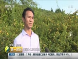[第一时间]收获季 看市场 贵州龙里:八万亩刺梨开采 山地特色产业助农...