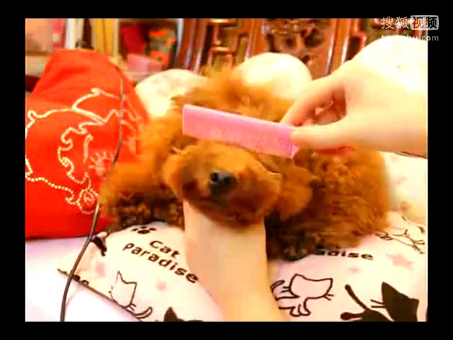 小型宠物犬品种大全最小的宠物狗可爱的宠物狗