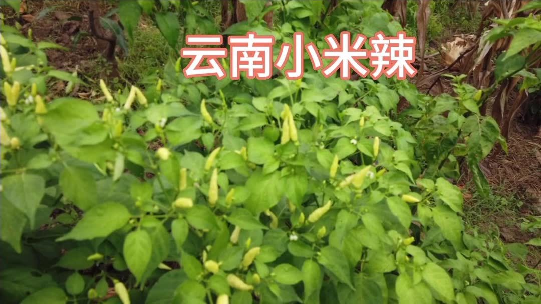 云南辣椒种植很简单,种植十几棵小米辣,一年四季都有得吃