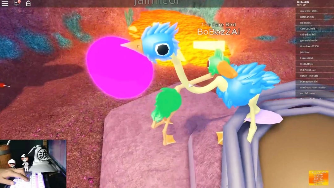 Roblox“鸟模拟器”波波仔解说:这是一个把其他鸟拖进岩浆的故事