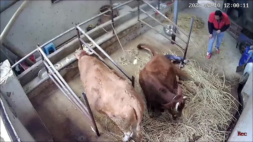 #巨量算数 #新农人计划 #自家养殖 #自繁自养 养牛人,太难了