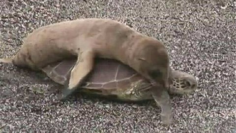 小海狮把海龟当坐骑,爬到身上就不走了,海龟的动作逗得人大笑