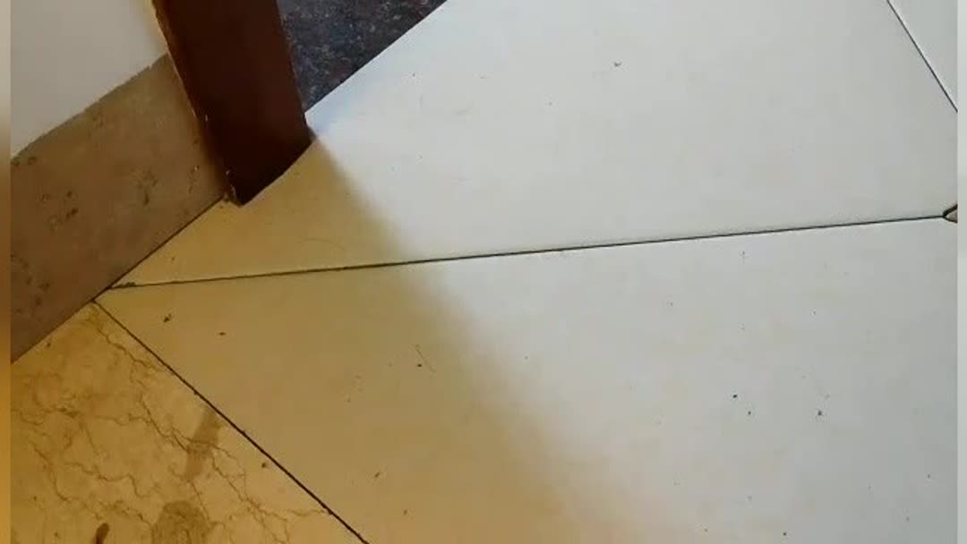 家里有很多蟑螂怎么办