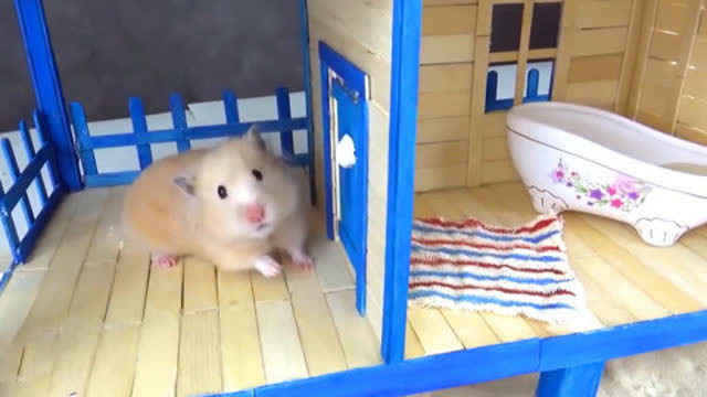 给小仓鼠制作豪华别墅,连仓鼠都有洋房啦!
