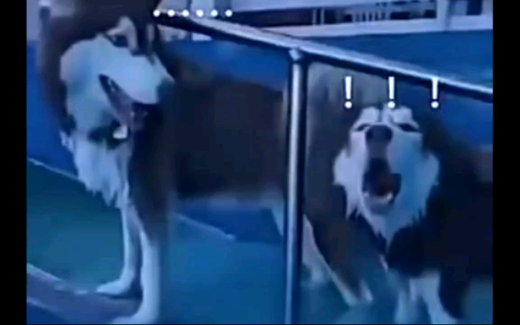 【搞笑沙雕视频】你在狗叫什么!