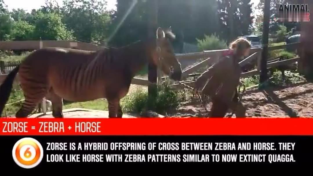 世界十大杂交动物,有多少是你看过的?