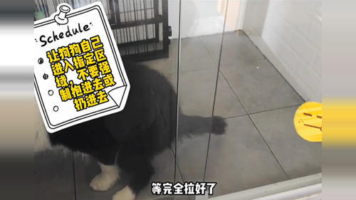 小狗大小便怎么训练 怎么训练边牧定点大小便视频