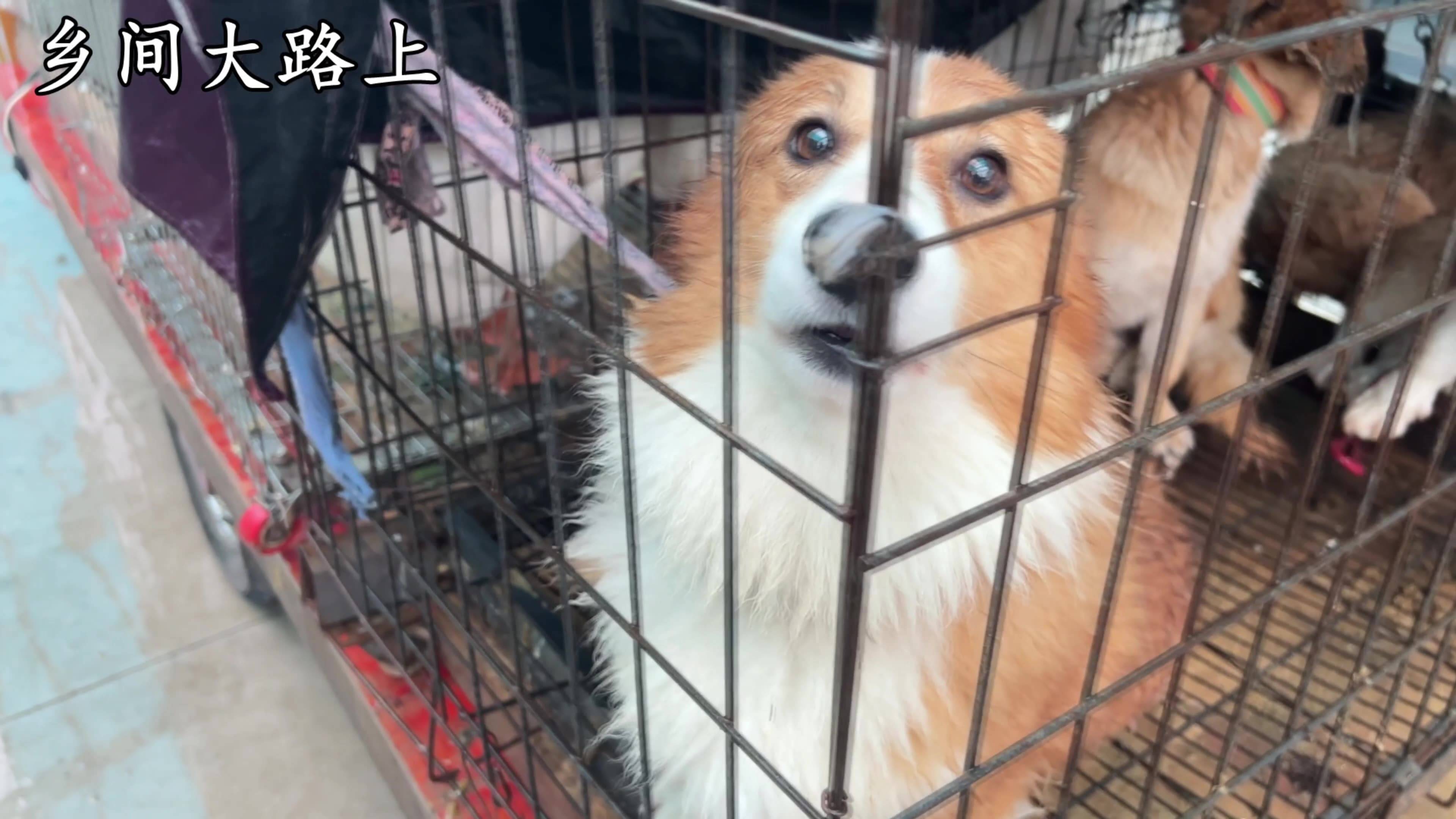 狗肉笼的狗价格不一,宠物狗论个卖土狗论斤卖,身份决定狗的价值