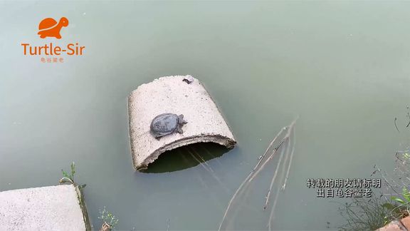 黄缘龟饲养环境里什么植物不能种「龟谷鳖老」