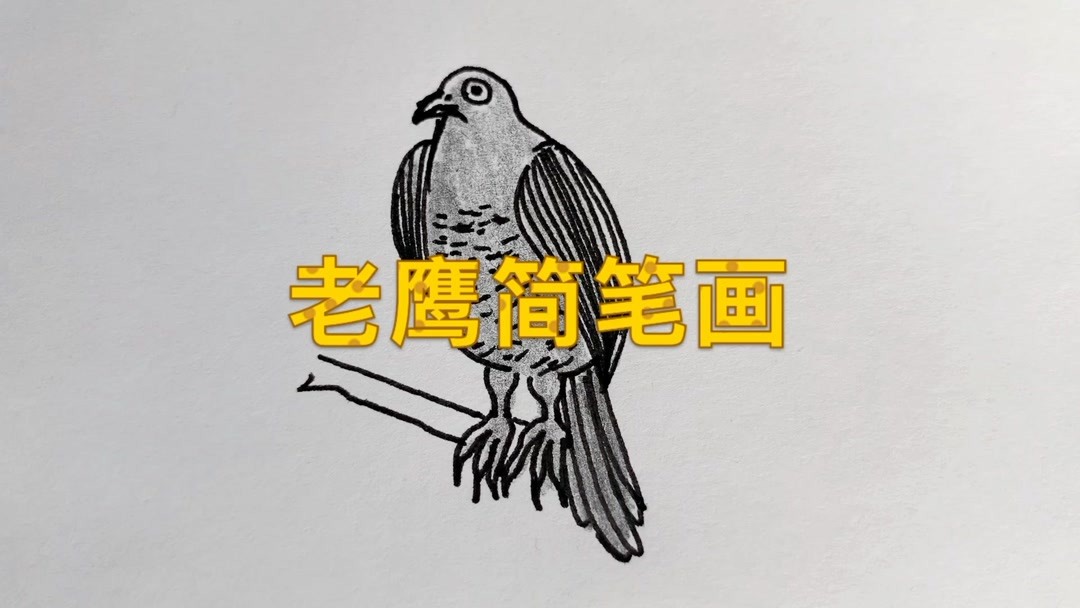 老鹰简笔画,肚子圆滚滚的老鹰