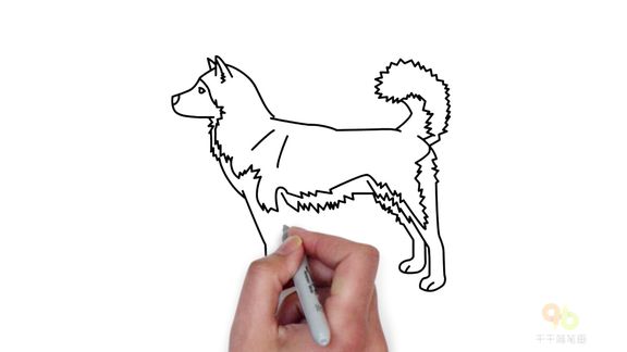 阿拉斯加雪橇犬简笔画,简单易学,跟着千千一起来画吧~