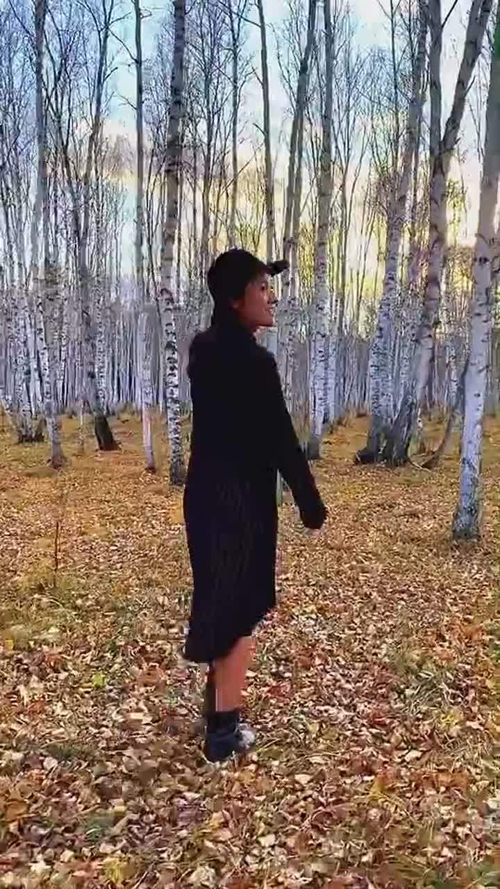 漫步在秋天的白桦林 白桦林 秋天