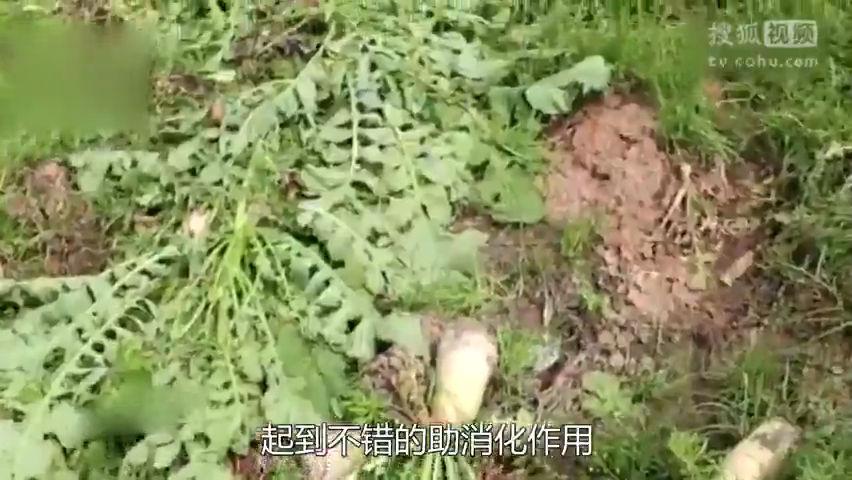 萝卜叶原来还有这种功效,扔掉实在可惜,快来看看吧!