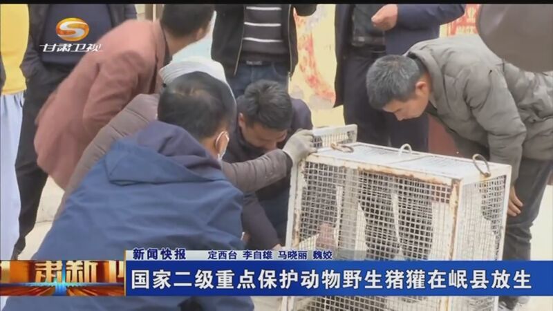 [甘肃新闻]新闻快报 国家二级重点保护动物野生猪獾在岷县放生