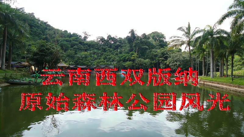 云南西双版纳原始森林公园风光