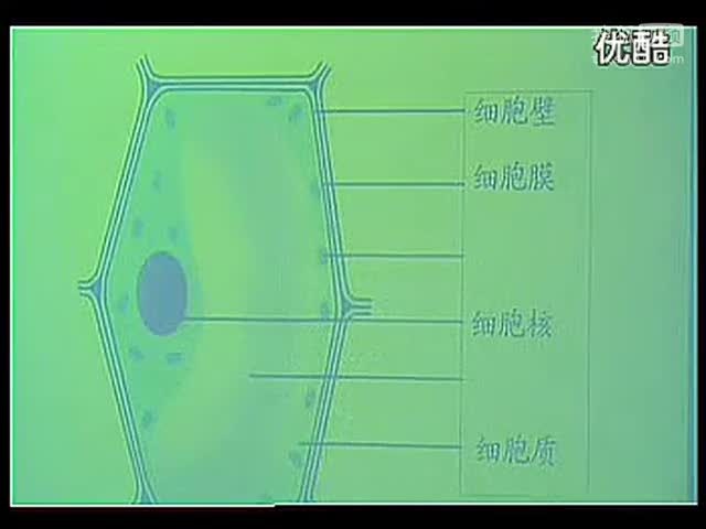 初中生物教学视频 《观察植物细胞》