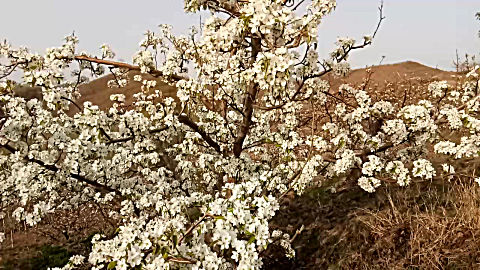 小伙自制梨树授粉器,给梨树授粉