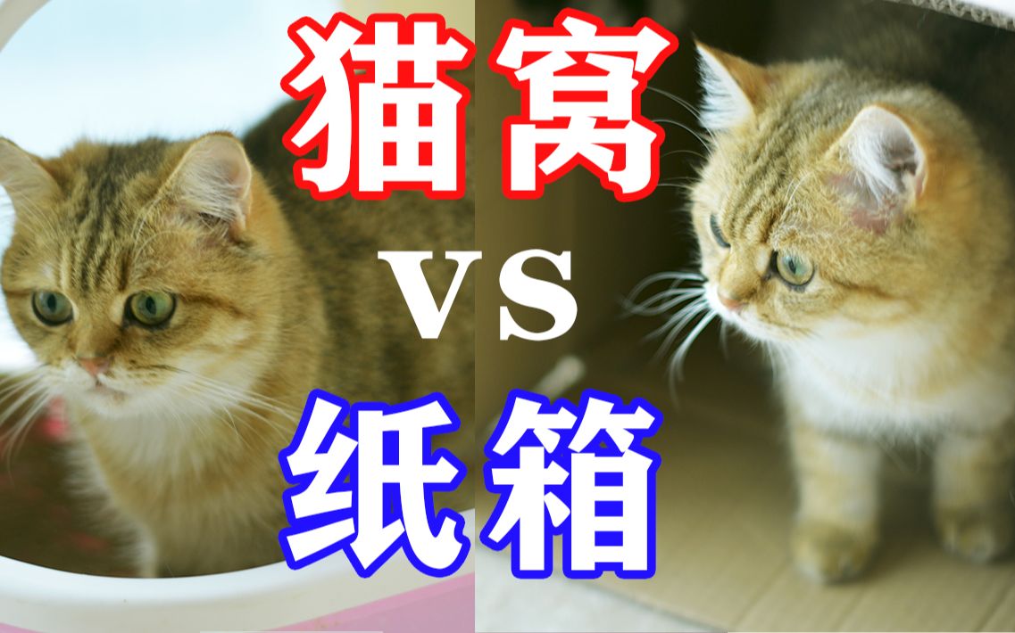 花了两个晚上做的猫窝,居然完败一个破纸箱