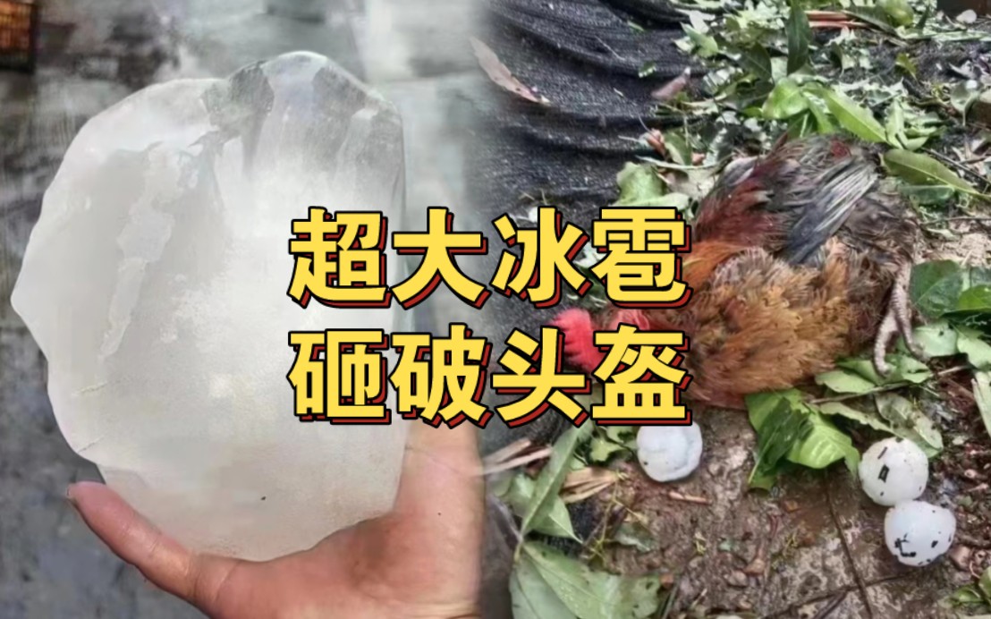 广州下超大冰雹,安全头盔被砸破,车被砸烂,鸡被砸死