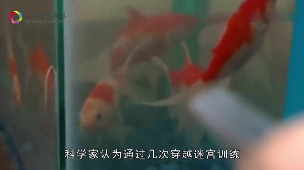 鱼的记忆只有7秒?科学家做了几个实验,真相让人感到意外