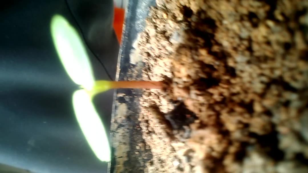 我的凤仙花终于发芽啦!快长出真叶了!小小凤真可爱!