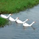 小妮子农村音乐 