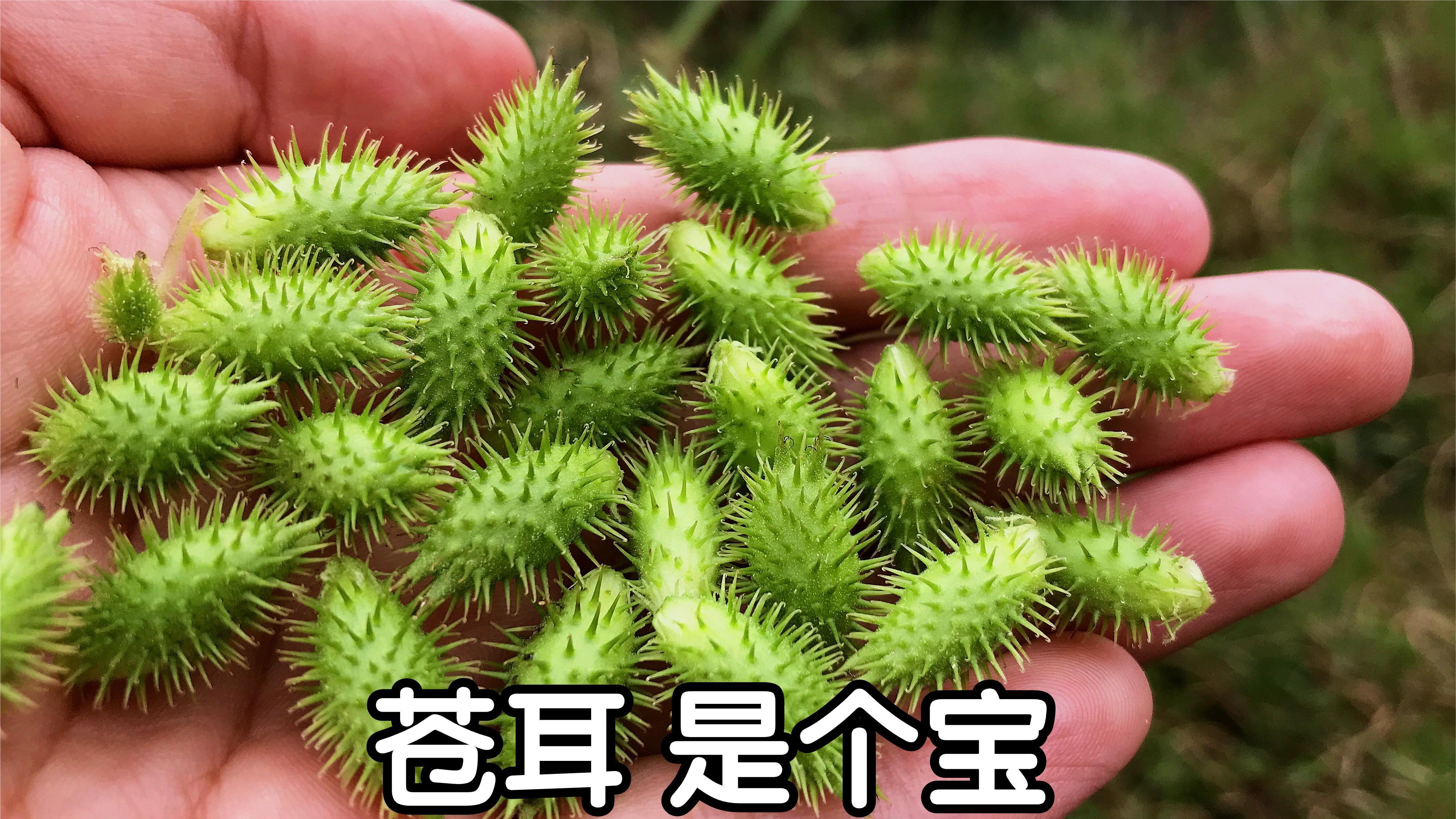秋天的苍耳是个宝,捣碎价值高,这2大用途解决不少人的烦恼