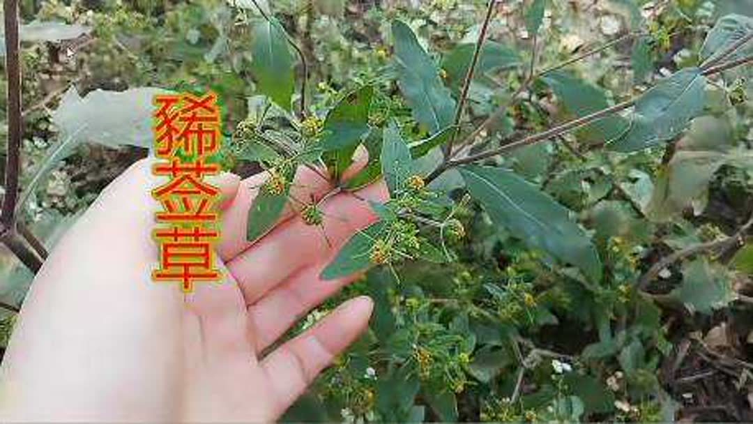 豨莶草：贵州很泛滥的一种植物，别再把它当猪草了