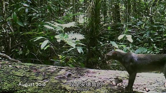 敬畏自然,保护自然!合理合法砍伐木材,从森林获取木材!