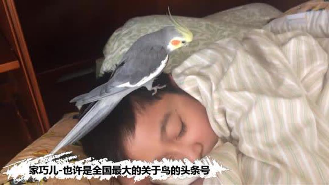 一只聪明的玄凤鹦鹉,叫醒熟睡的小主人,不能太温柔了!