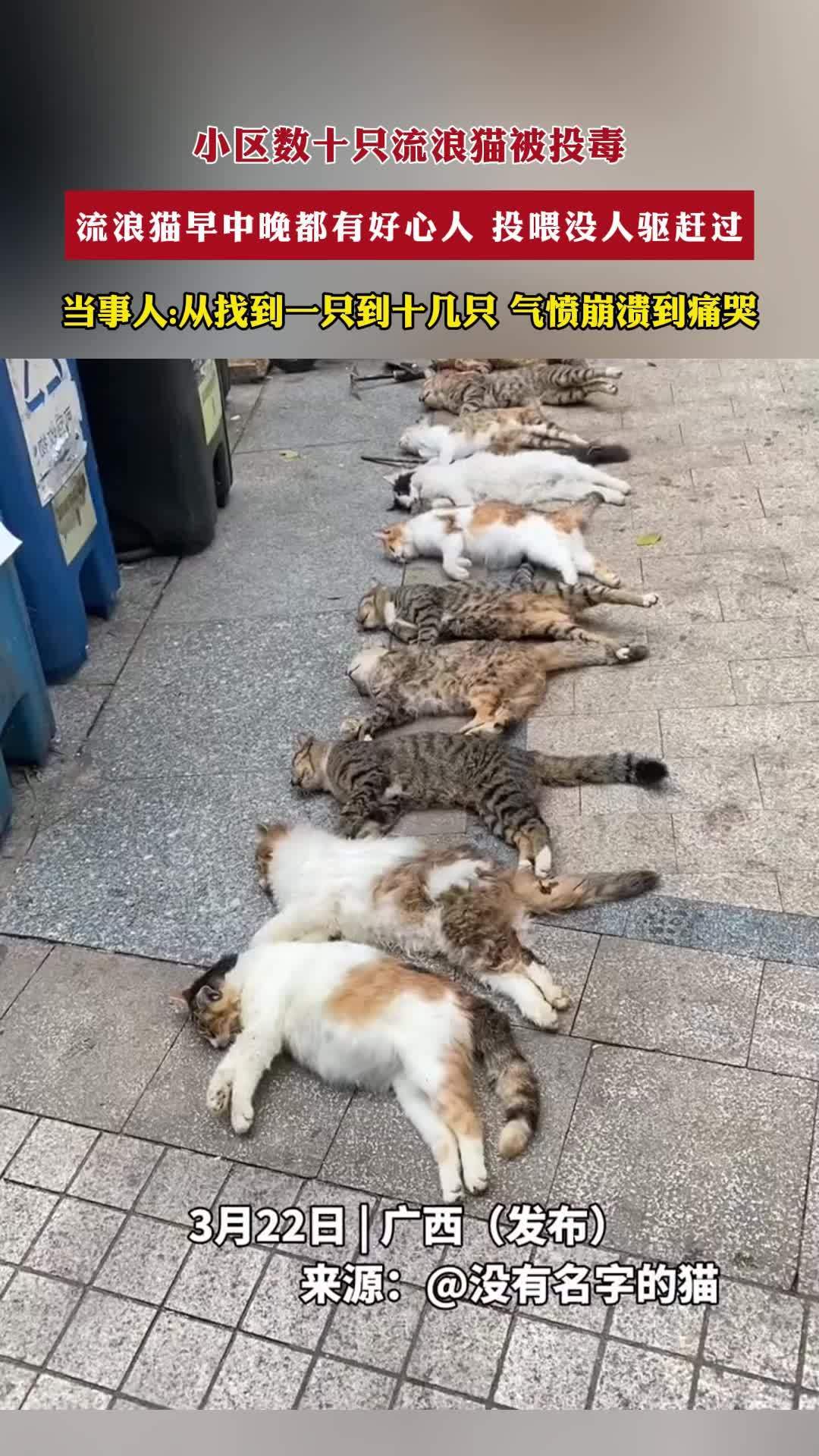 小区数十只流浪猫被投毒,流浪猫早中晚都有好心人投喂