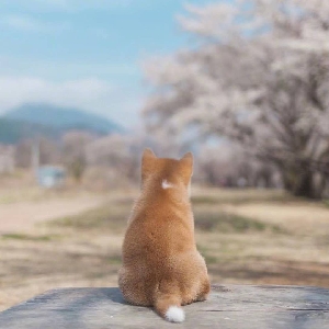 珊珊得九_kz 