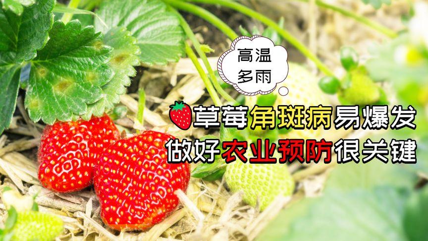 草莓叶斑病辨别、发病规律及防治方法指南!
