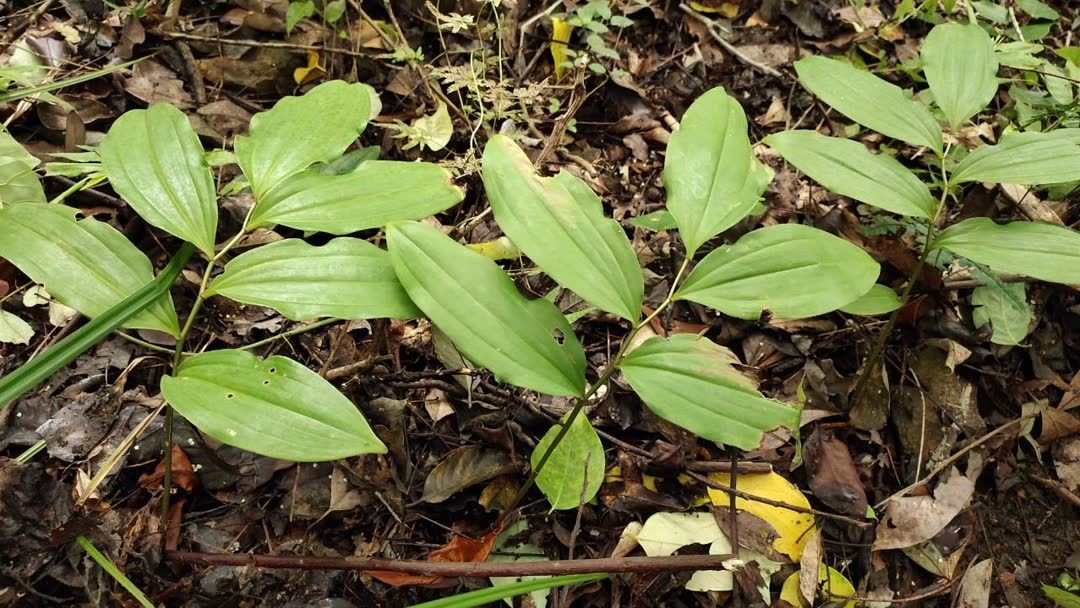 大山稀有的珍贵植物,野生黄精,听说广东人拿来做老火靓汤