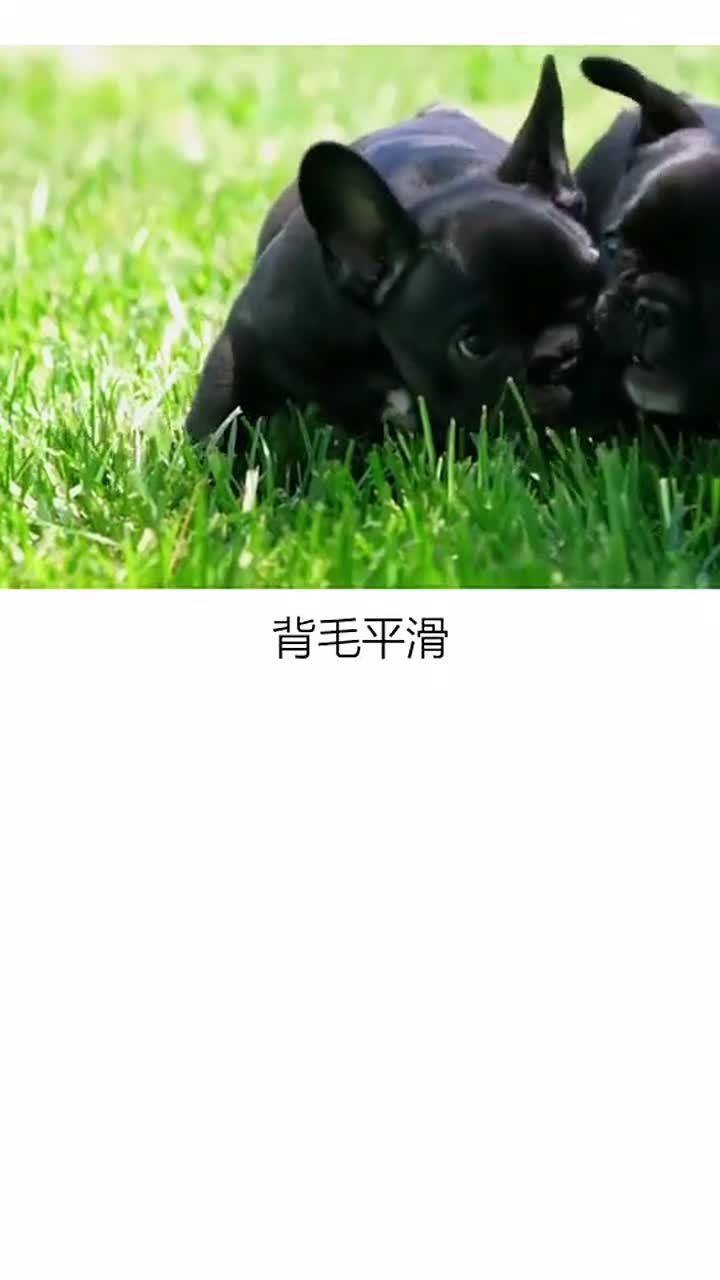 法斗犬