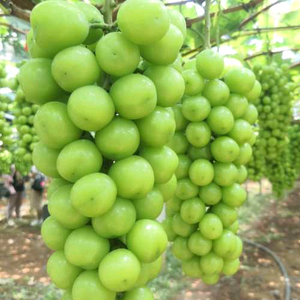 开心农夫采摘园 