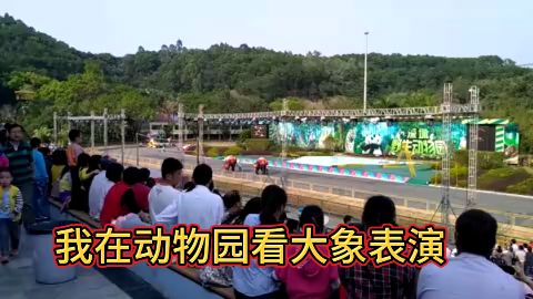 我在深圳动物园看现场大象表演,好想坐在大象的背上表演节目啊!