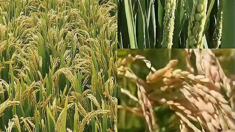 一文带你了解水稻一生