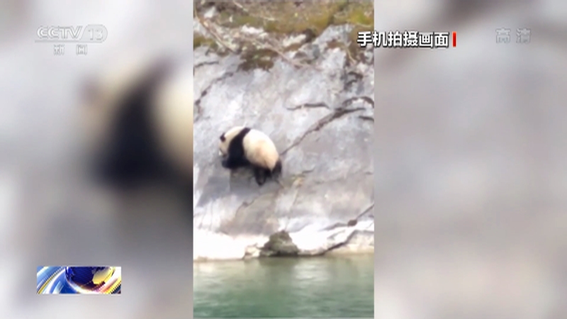 [新闻直播间]陕西 秦岭拍摄到野生大熊猫“冬泳”视频