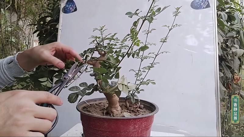 小树桩对节白蜡【缺枝】补枝小手术,自身枝条靠接嫁接