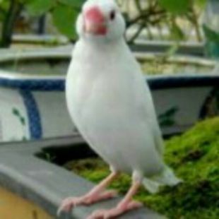 艾迪生滴极其知名 