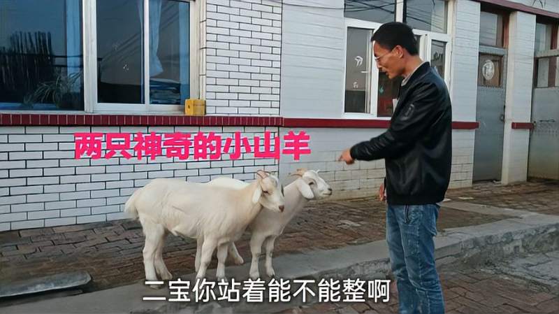小山羊模仿能力真强,学习真快,真不敢相信这是真的
