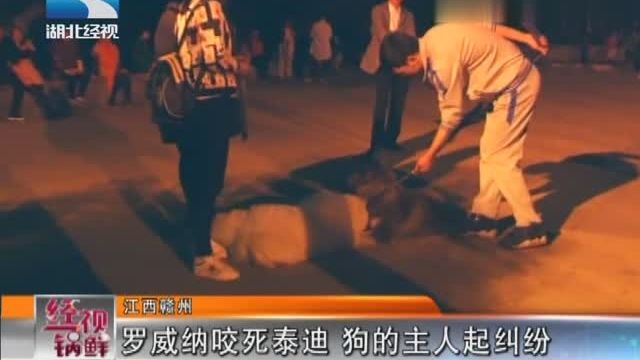 罗威纳咬死泰迪狗主人起纠纷 谁为泰迪的死买单|《经视一锅鲜》