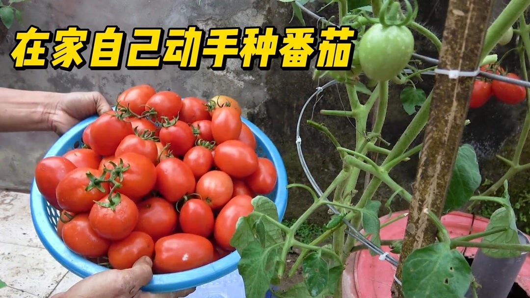 在家就能种的小番茄,种植方法真的很简单,一家人根本都吃不完