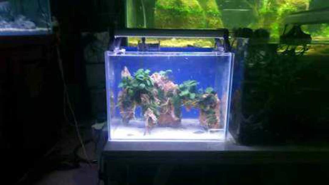 松皮石鱼缸完工了,粗制滥造是个恰当的评语