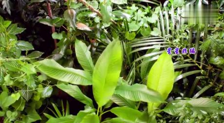 W056 植物快速生长类高清视频素材 竹笋蘑菇嫩芽树芽.植物生长过程